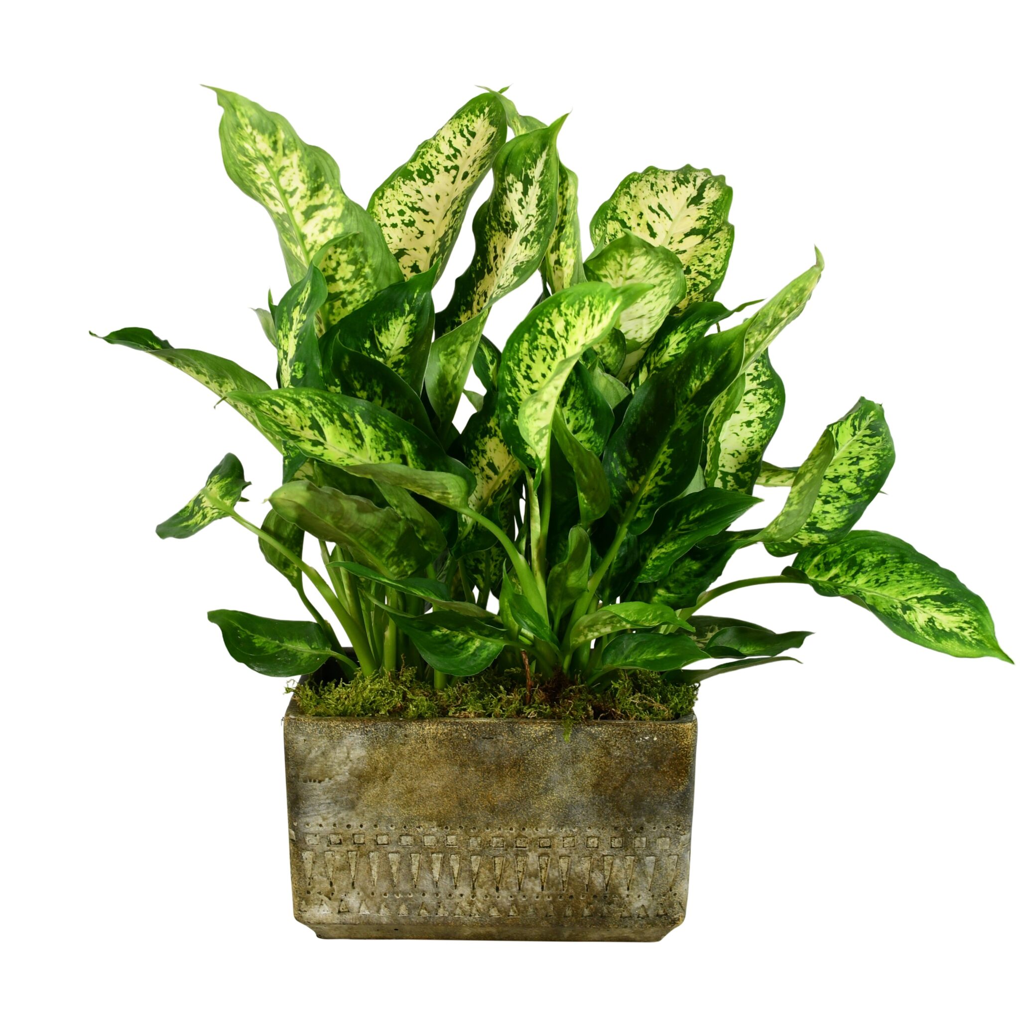 Morrisons, M&S or Waitrose House Plants? Affordable Indoor Plants by Post