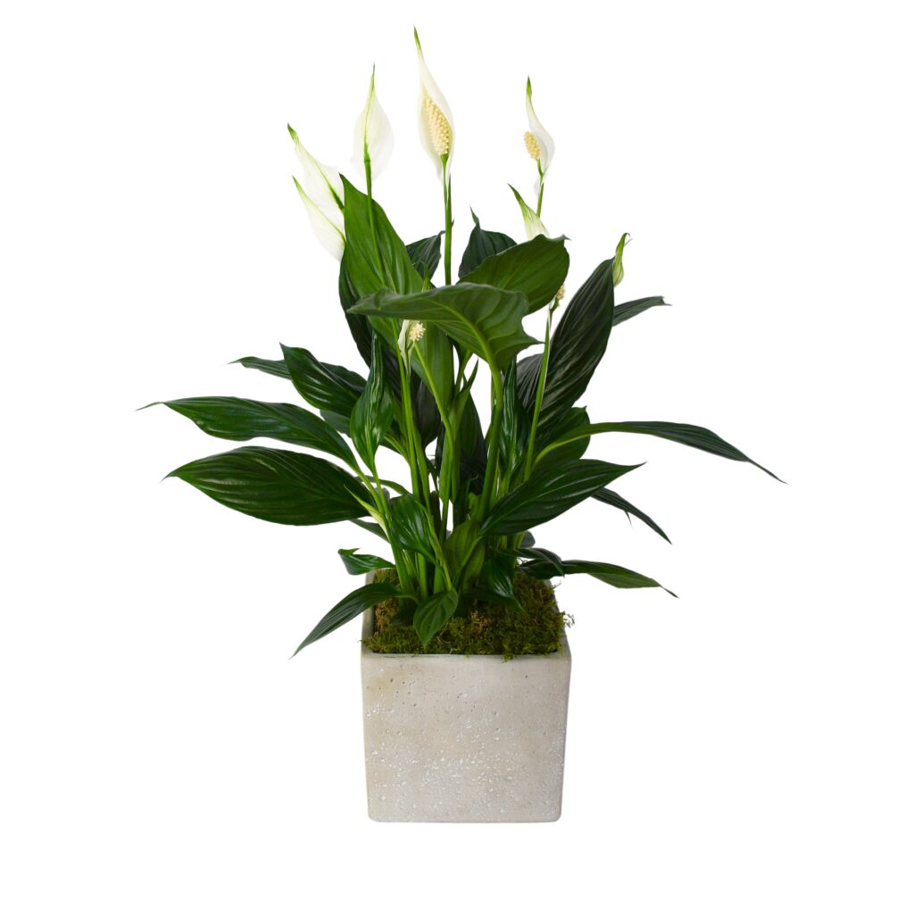 Morrisons, M&S or Waitrose House Plants? Affordable Indoor Plants by Post