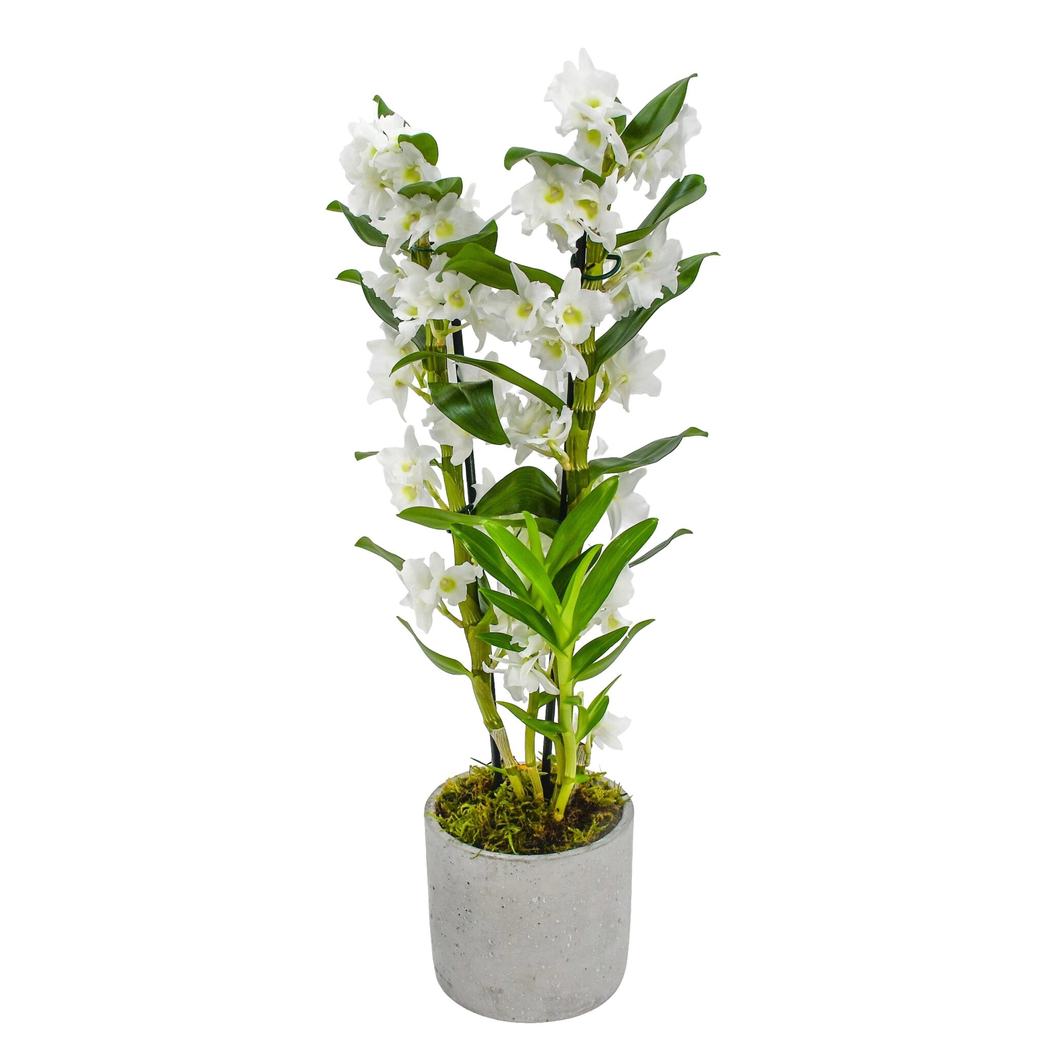 Morrisons, M&S or Waitrose House Plants? Affordable Indoor Plants by Post